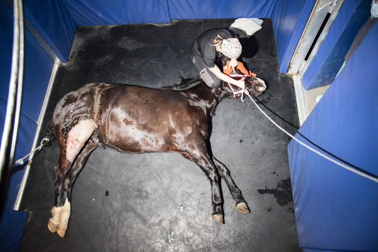 Three Forks Equine surgery center helping Montana horses | Horse Racing ...