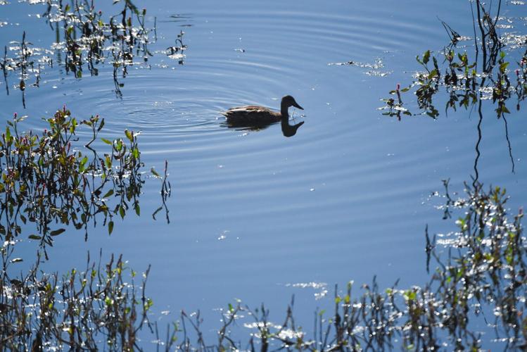 Bozeman working on updating wetlands code after SCOTUS decision | Local ...