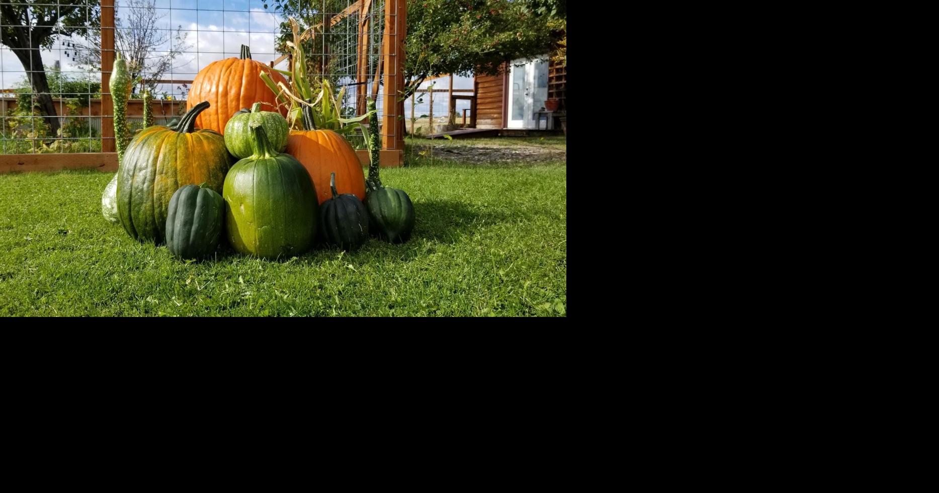 The End of Summer Harvest is Here | Nancy Riebe | belgrade-news.com