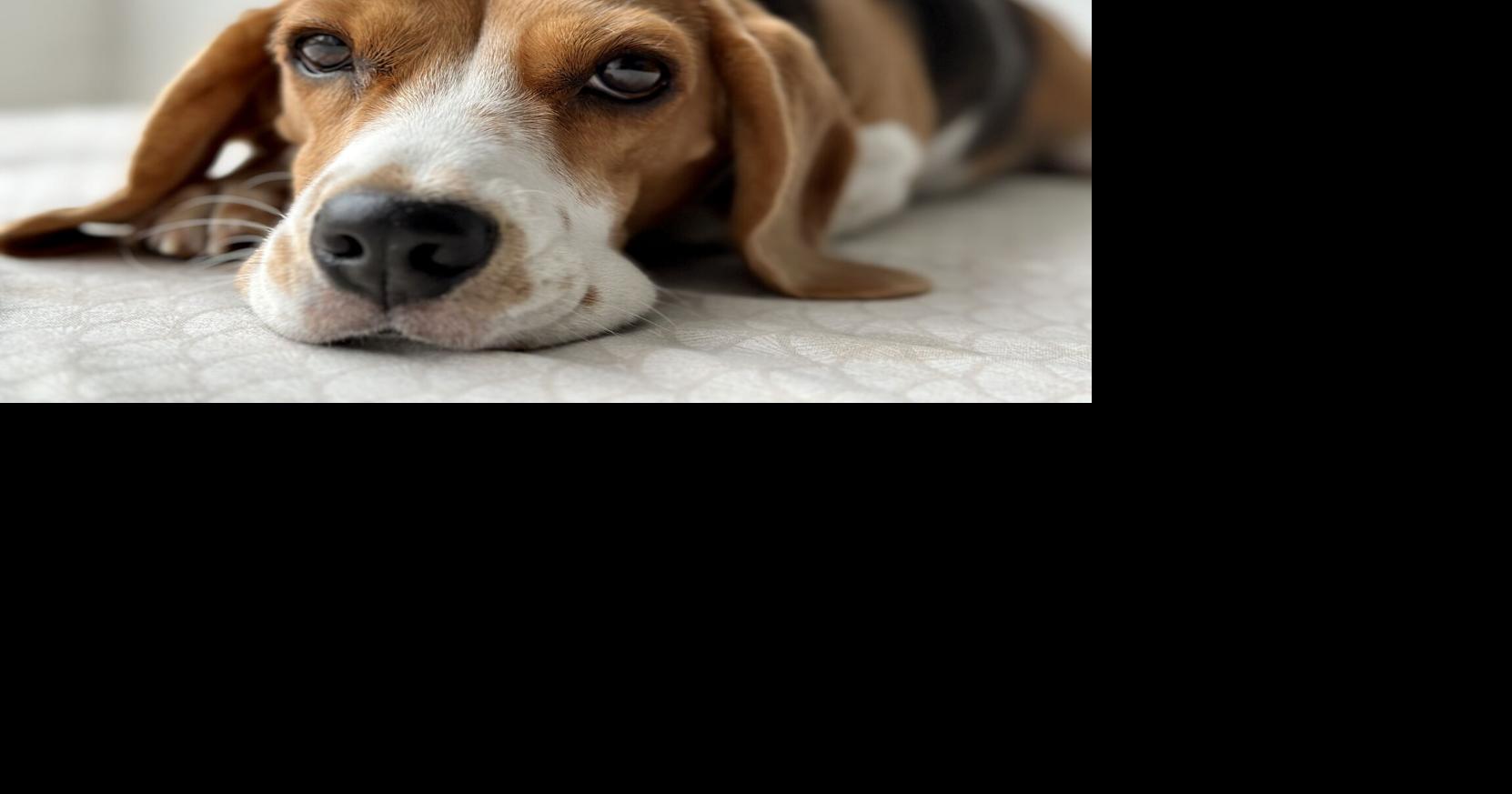 Immense promise or ethical minefield?: Trump looks to lab-grown ...