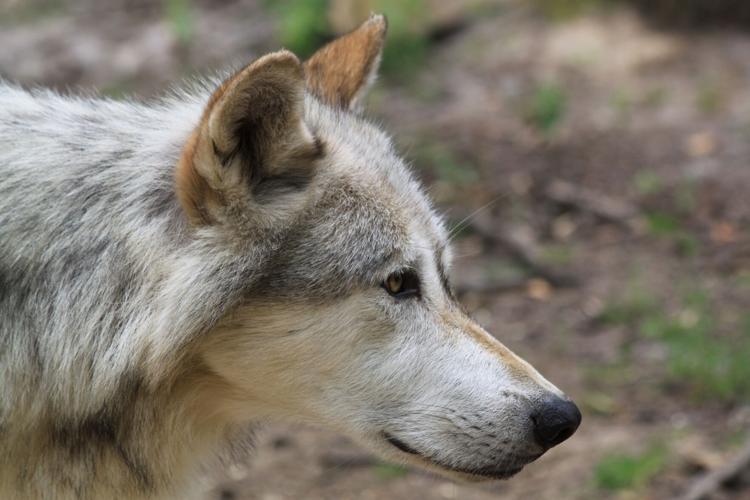 Federal court restricts wolf trapping and snaring season in western ...