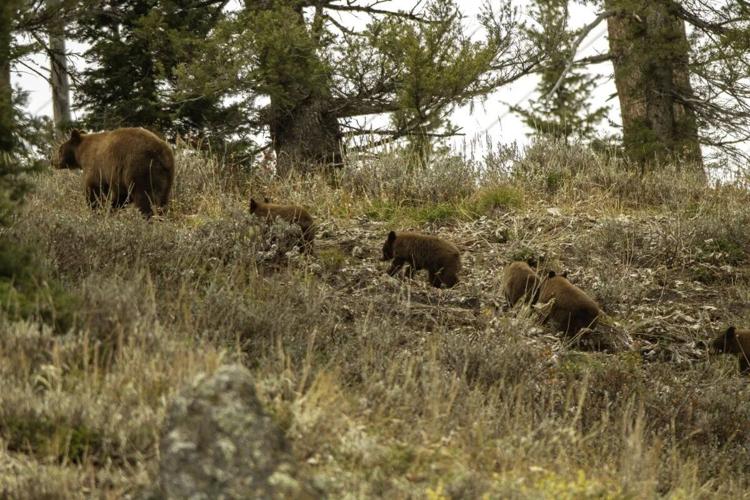 Five grizzly bear cubs make the largest litter in Yellowstone-area ...