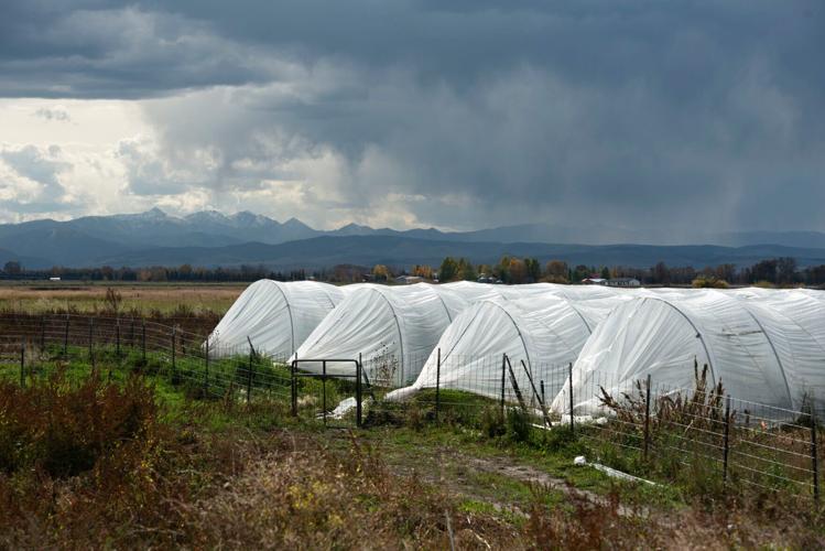 Grant to allow Amaltheia Organic Dairy to bring goat milk to market ...