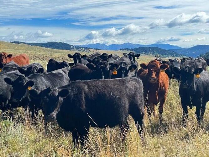 Partnership to reduce grizzly conflicts in Gravelly Range shows early ...