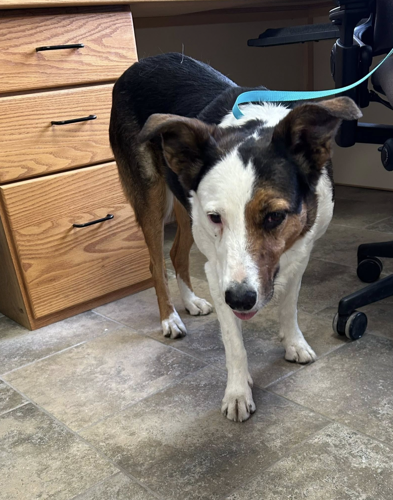 Lost dog found in Manhattan | Local News | belgrade-news.com