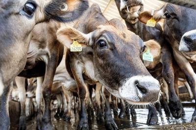 America’s dairy farms are disappearing, down 95% since the 1970s − milk ...