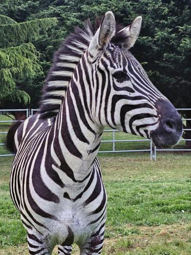 Opportunity woman violated state law when importing zebras | Local News ...