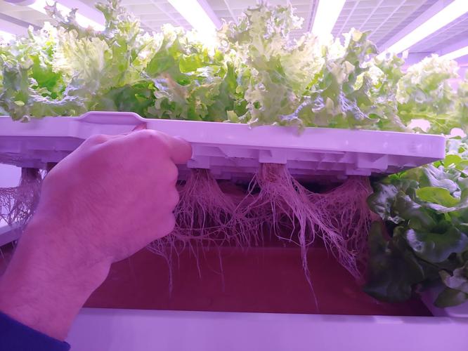 MSU brings hydroponics, food education to rural Montana | Agriculture | belgrade-news.com