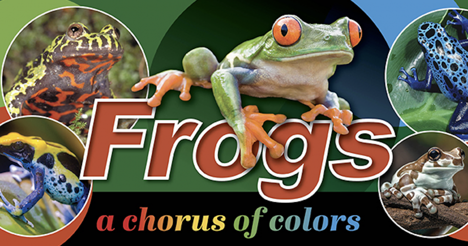 'Frogs: A Chorus of Colors’ exhibit opens this week | Local News ...