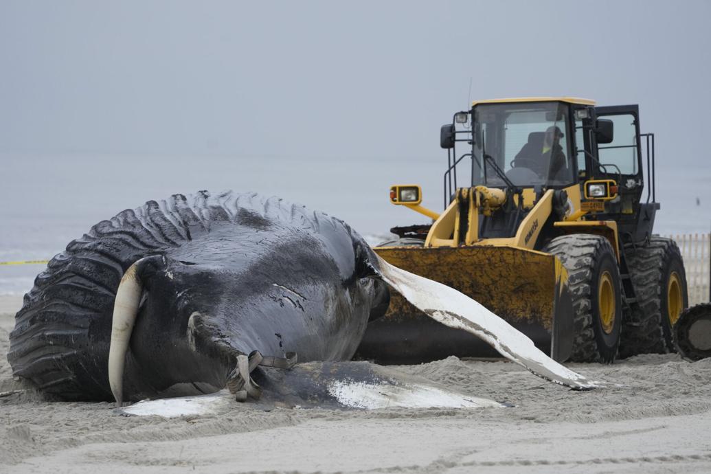 Are offshore windmills killing whales? Lawmakers want answers, push for ...