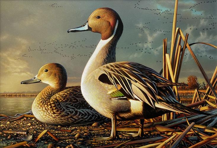 Belgrade artist wins Duck Stamp competition | Local News | belgrade ...