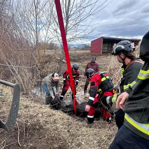 Central Valley firefighters rescue horse from creek | Local News ...