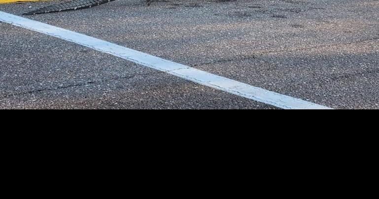 Florida on brand: Alligator strolls through Publix parking lot in ...