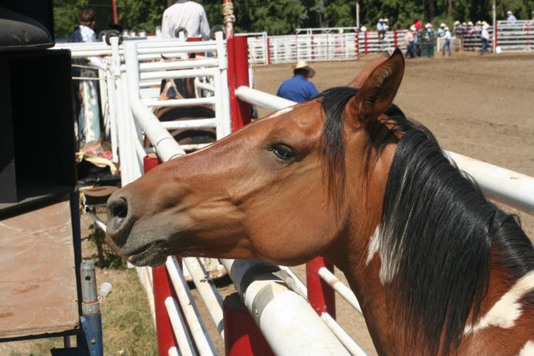 Big Sky Country State Fair, Three Forks Rodeo on tap | Arts And ...