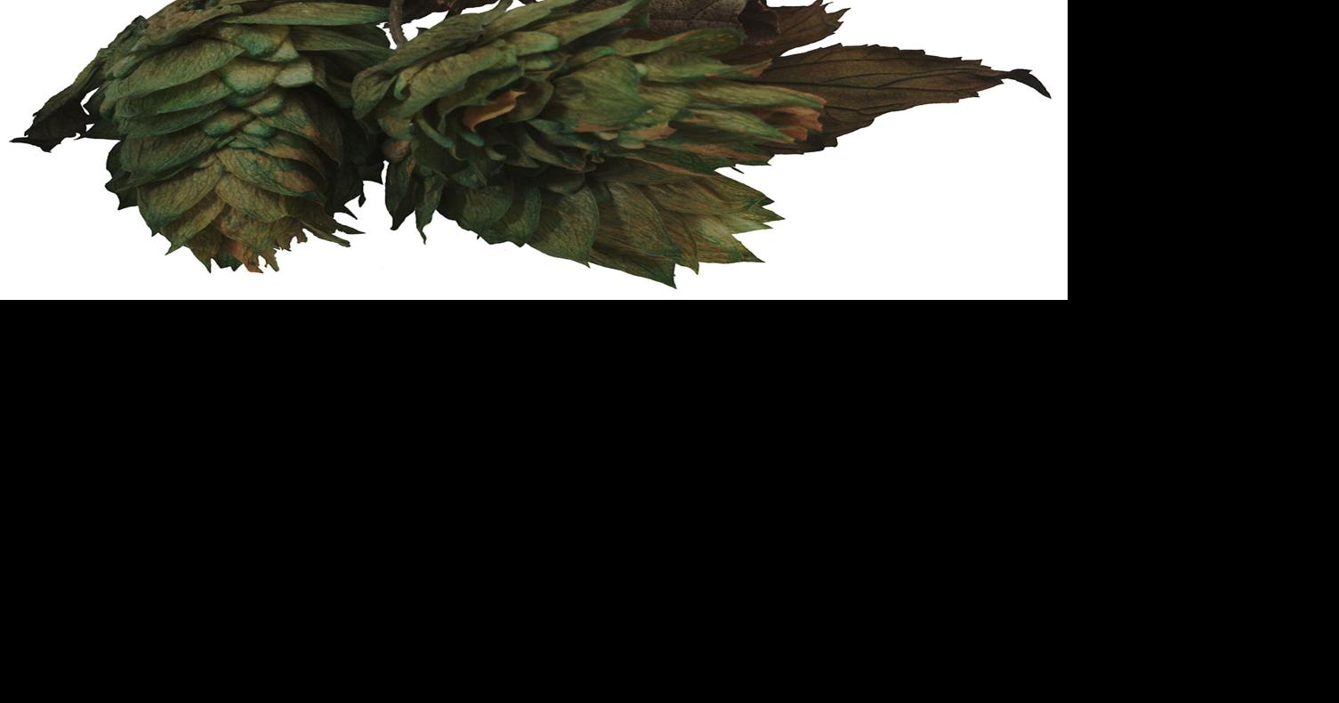 Try some hops in the garden | Nancy Riebe | belgrade-news.com