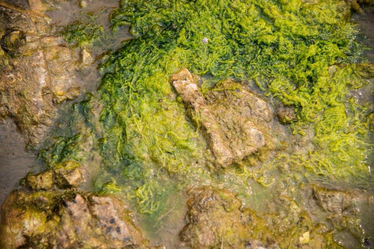 'Bright green algal blooms': Monday meeting to provide updates on ...