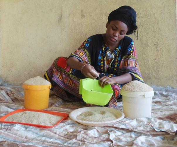 Grains of Rice: India's export ban, climate impacts stir food security ...