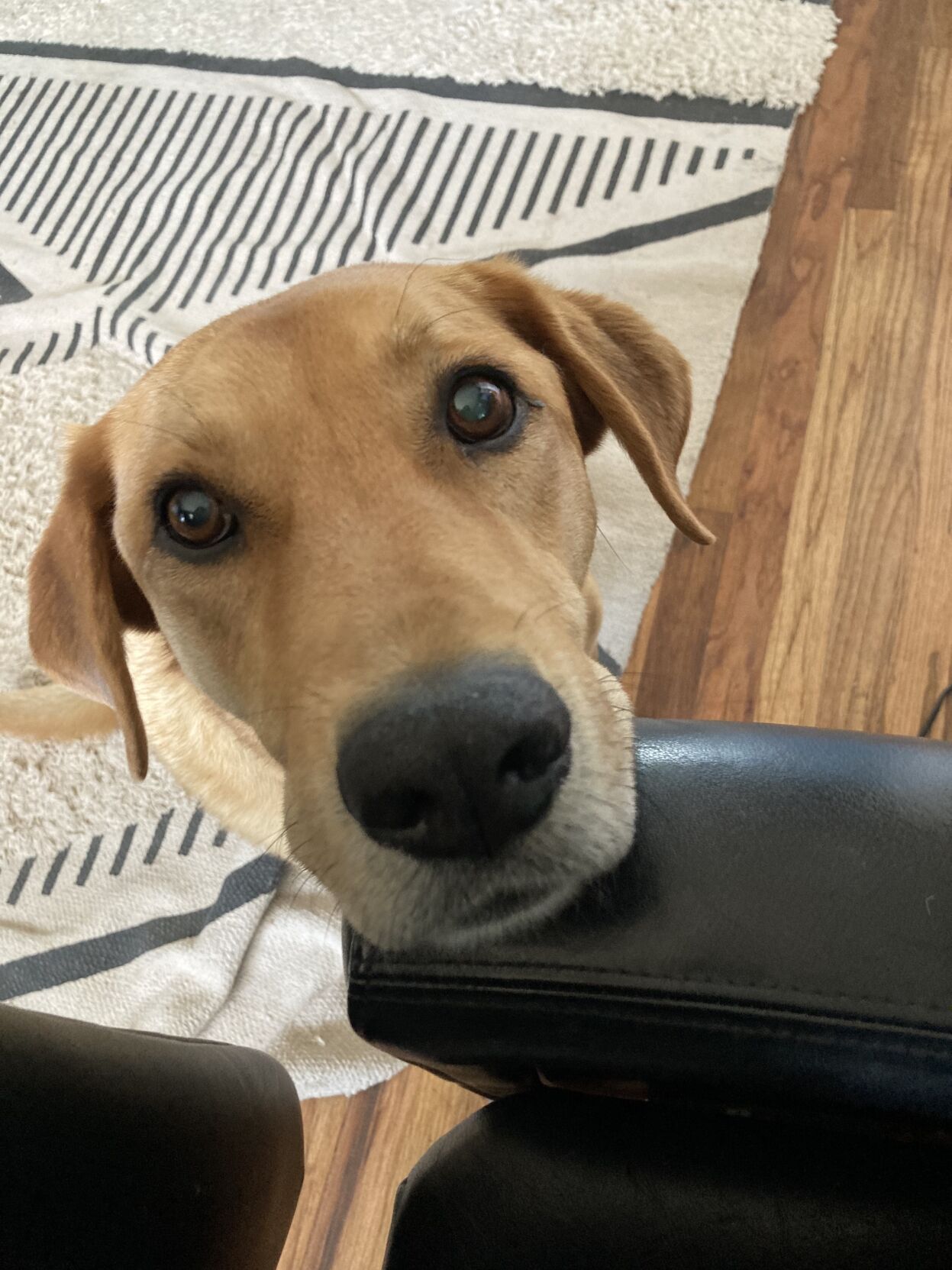 Belgrade revamps dog licensing rules, lifts mandatory registration, 2 ...