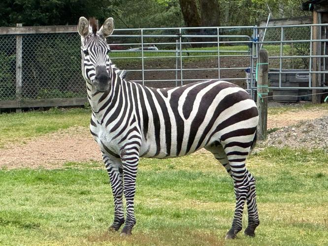 Opportunity woman violated state law when importing zebras | Local News ...