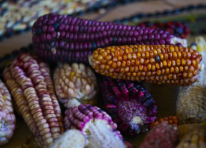 Heirloom corn in a rainbow of colors makes a comeback in Mexico, where ...