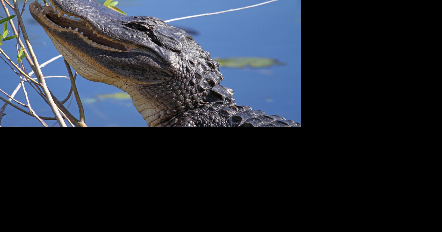 Aspiring TikTok, social media influencer arrested after jumping into ...