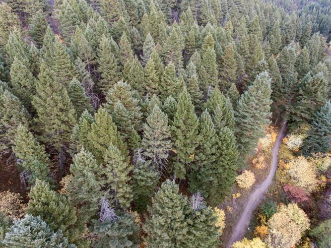 Custer Gallatin National Forest gets new forest supervisor | Local News ...
