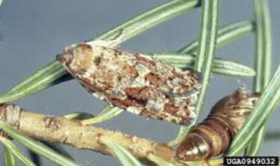 Spruce-killing worm on rise in western Montana | Local News | belgrade ...