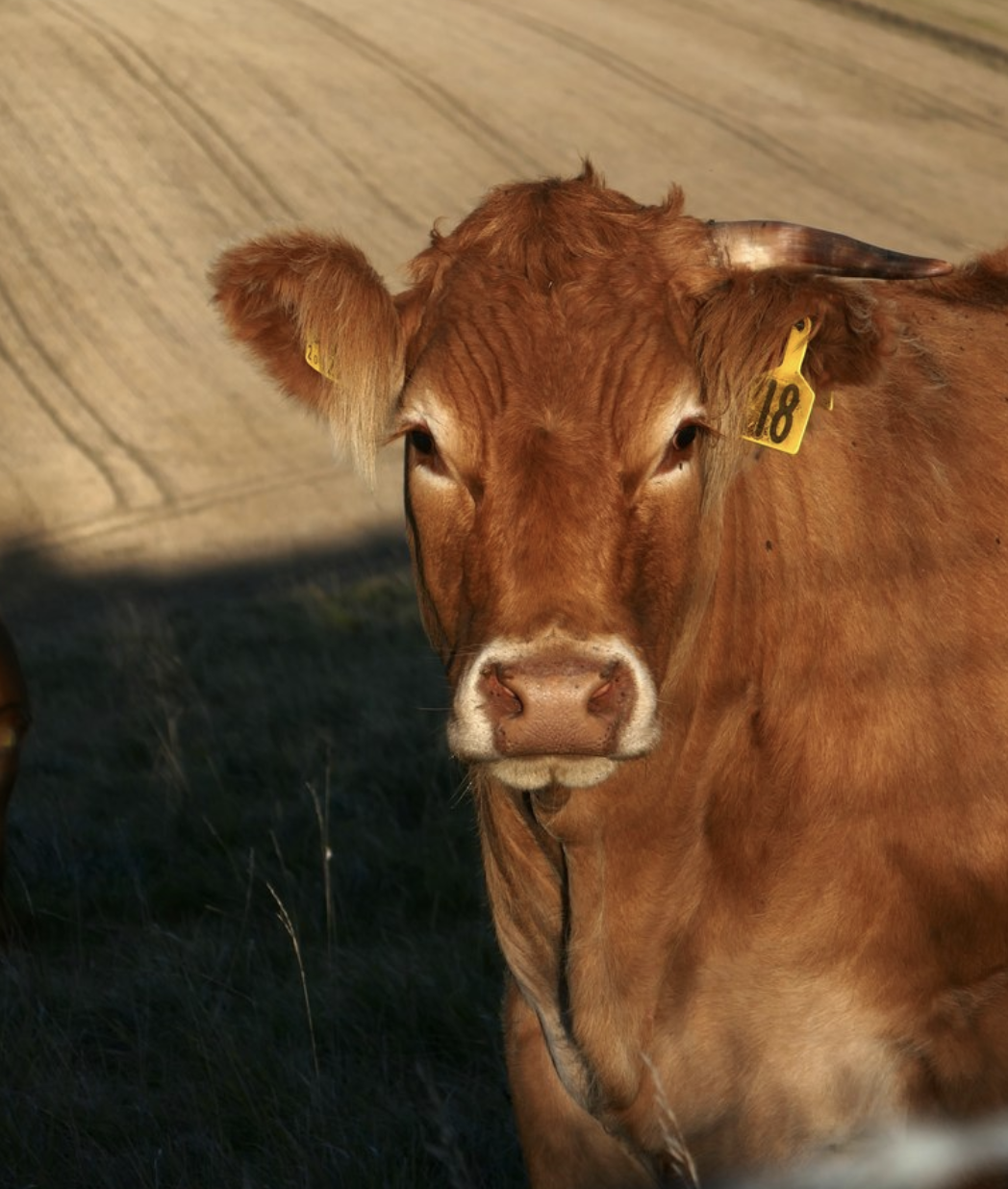 First red heifer ritual in 2000 years? Test run for biblical sacrifice ...