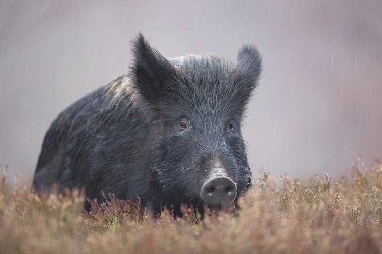 Invasion of the 'super pigs'? Montana, other U.S. states brace for wild ...