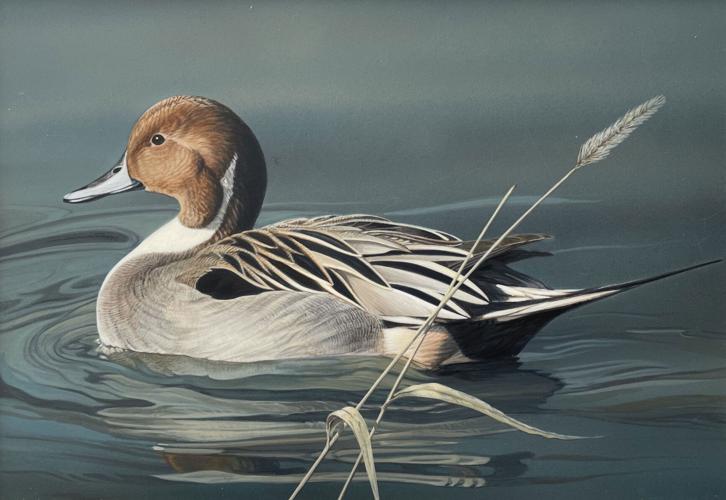 Belgrade artist wins Duck Stamp competition | Local News | belgrade ...