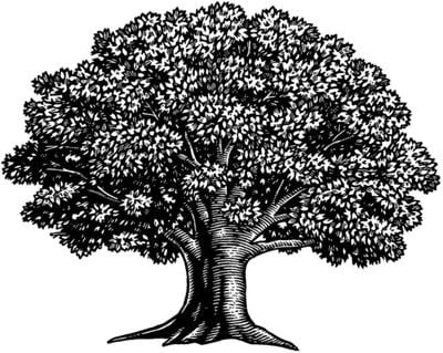 Make our Earth a little greener by planting a tree | Nancy Riebe ...