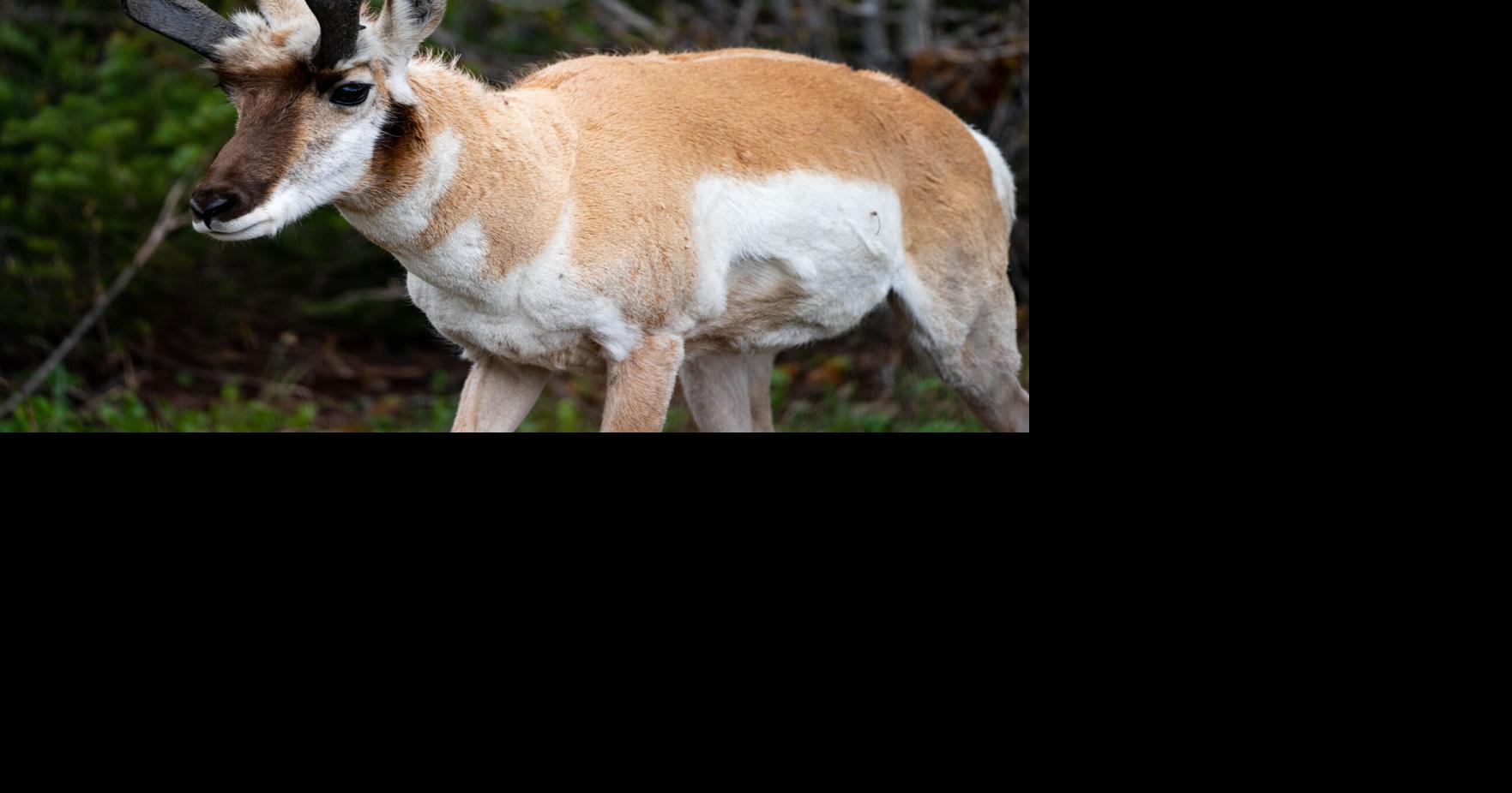 Reporter's notebook: The Pronghorn antelopes of Horseshoe Hills | Agriculture | belgrade-news.com