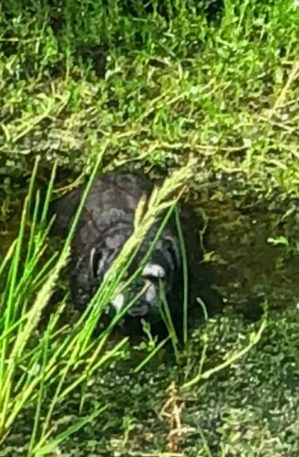 Mail carrier rescues dog stuck in swampy Florida canal | Zoology ...