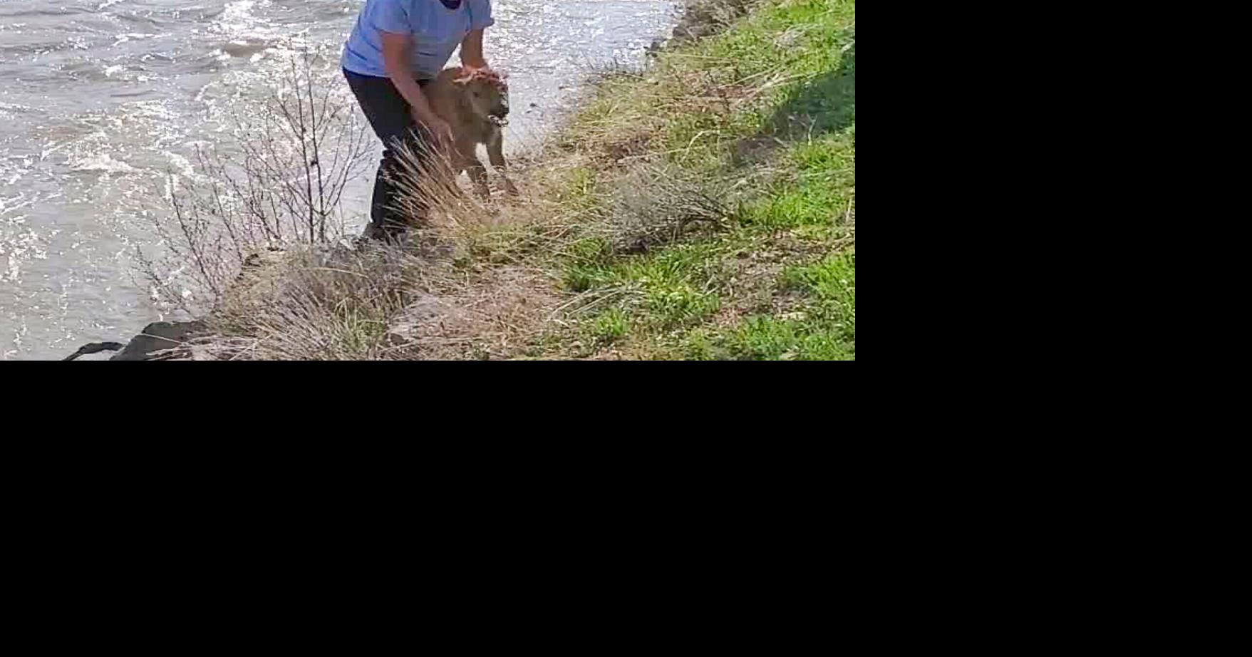 Yellowstone National Park seeking info on incident that led to park ...