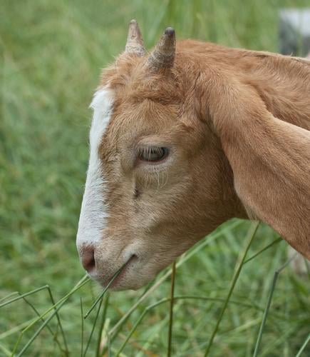 Grant to allow Amaltheia Organic Dairy to bring goat milk to market ...