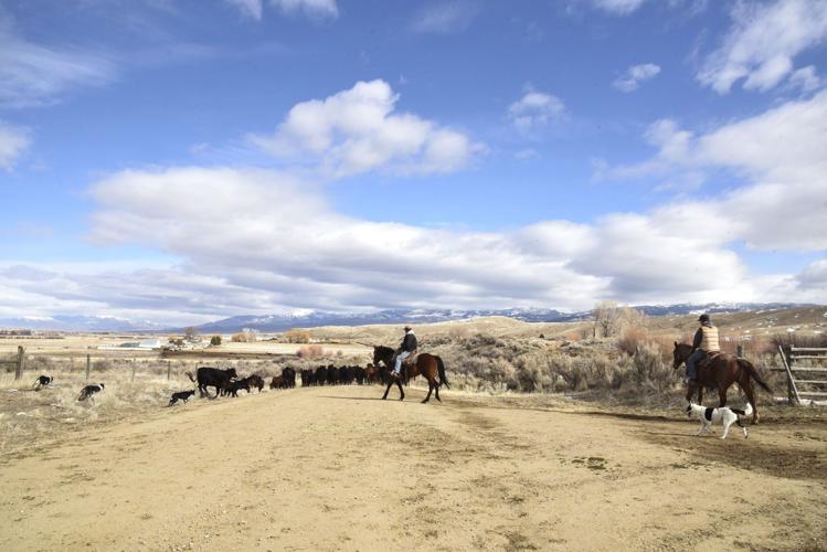 Bill seeks to proactively ban lab-grown meat from school lunches ...