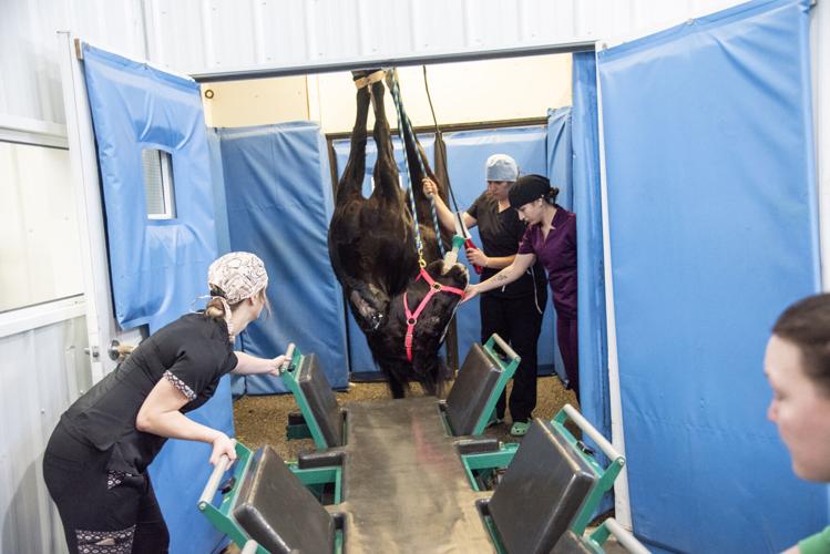 Three Forks Equine surgery center helping Montana horses | Horse Racing ...