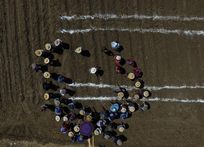 Heirloom corn in a rainbow of colors makes a comeback in Mexico, where ...