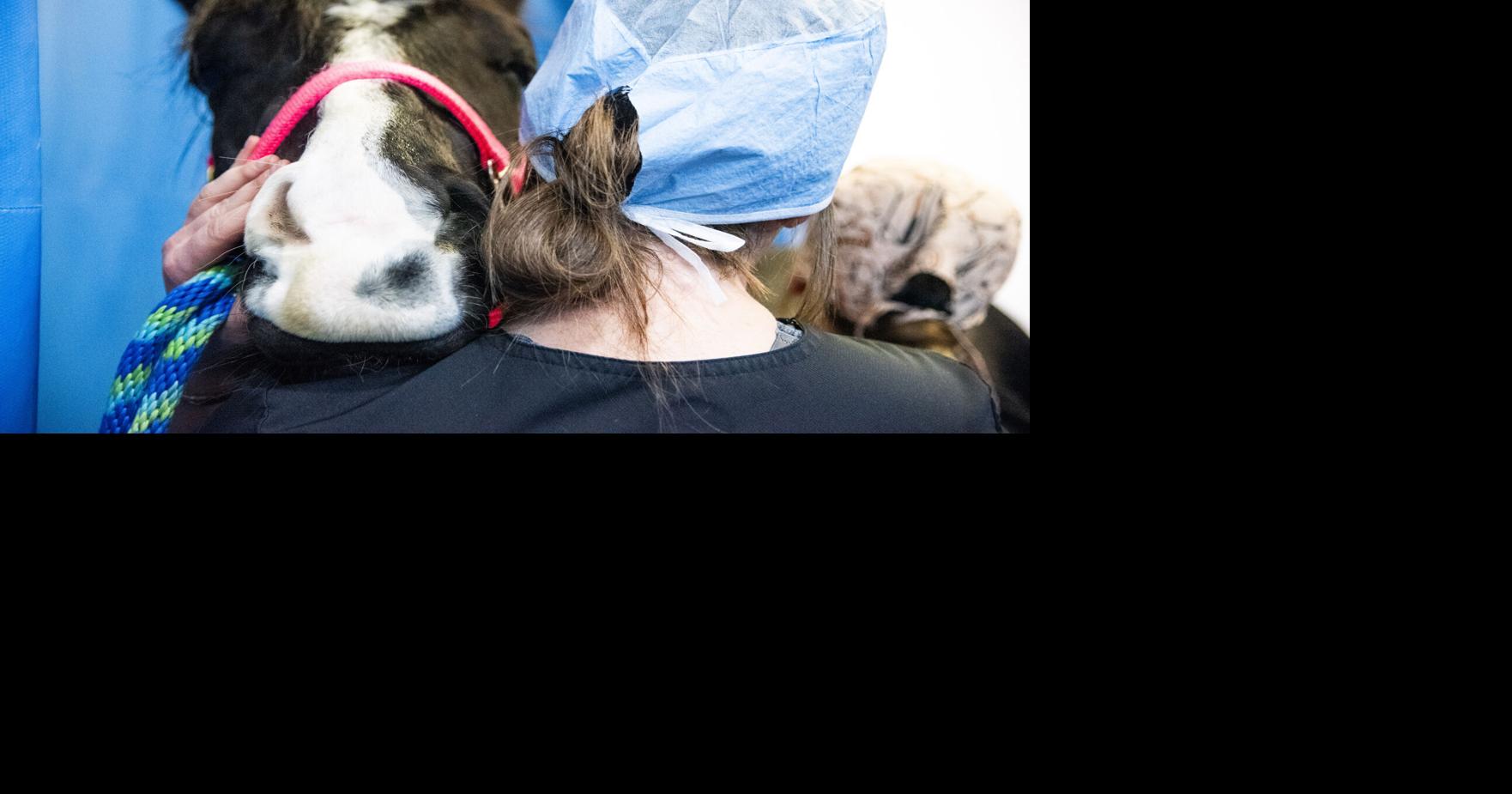 Three Forks Equine surgery center helping Montana horses | Horse Racing ...
