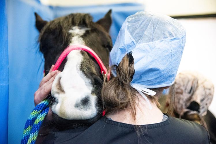 Three Forks Equine surgery center helping Montana horses | Horse Racing ...