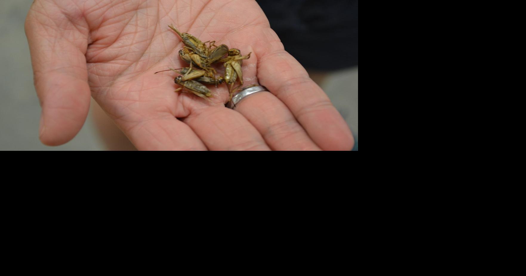 Crickets... It’s what’s for dessert | Business | belgrade-news.com