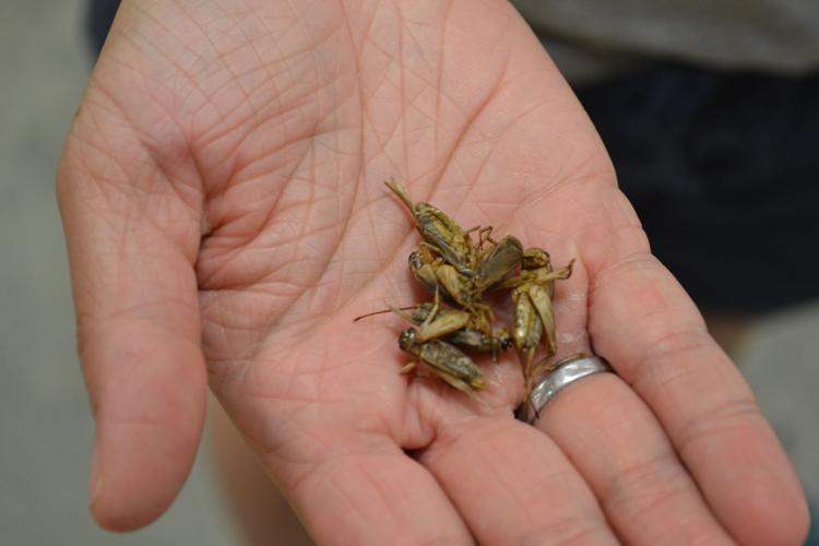 Crickets... It’s what’s for dessert | Business | belgrade-news.com