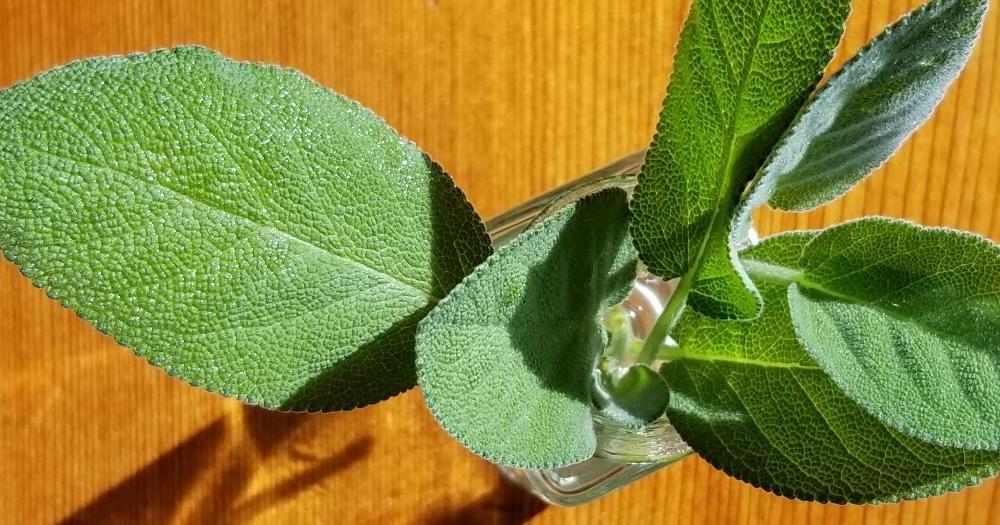 Sage Advice | Nancy Riebe | belgrade-news.com