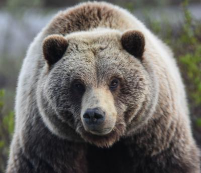 Woman killed by grizzly bear near West Yellowstone | Local News ...
