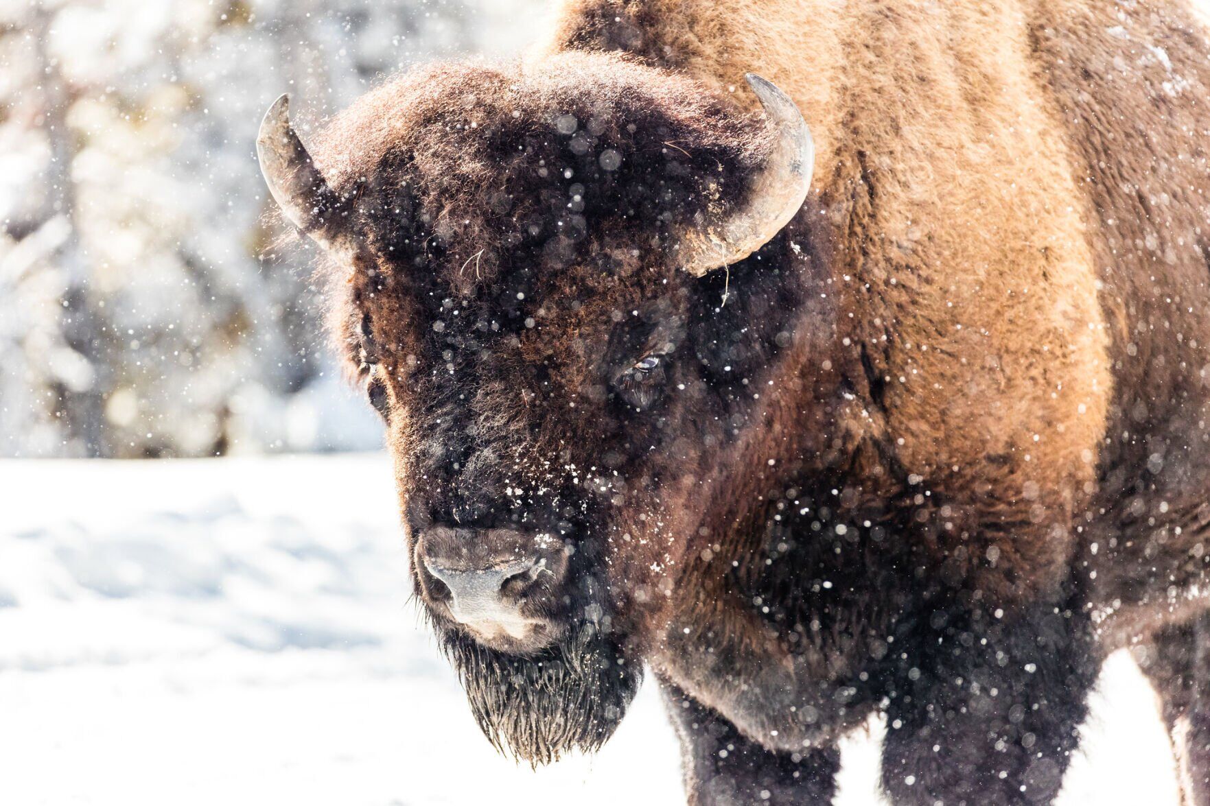 Montana FWP proposes extending hunting of Yellowstone bison in Gardiner ...