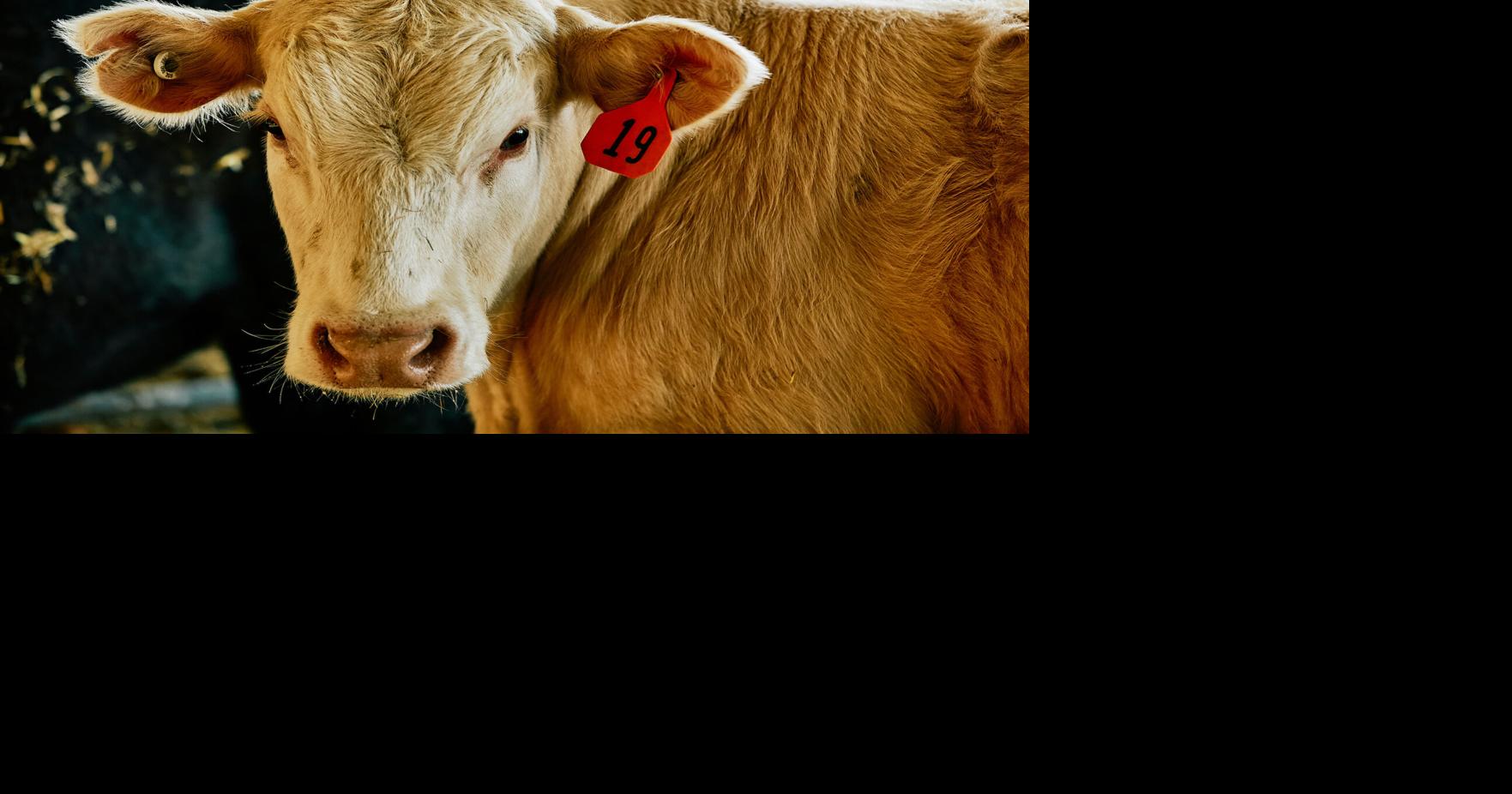 Steer-A-Year program seeks donations for 2022-23 academic year ...
