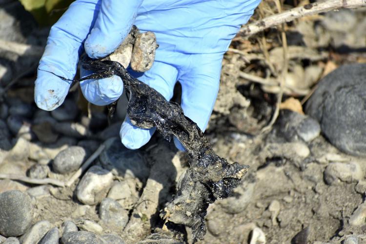 Tar balls are being found 100 miles downstream from Yellowstone River ...