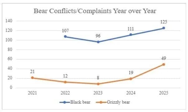 Grizzly encounters up in Beartooth Mountains, FWP reports | State News ...