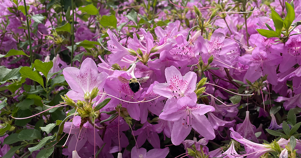 This week's Nature Photo of the Week: "Happy Hovering Bumble Bee" by ...