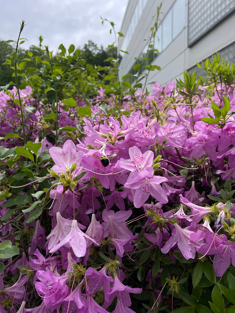 This week's Nature Photo of the Week: "Happy Hovering Bumble Bee" by ...